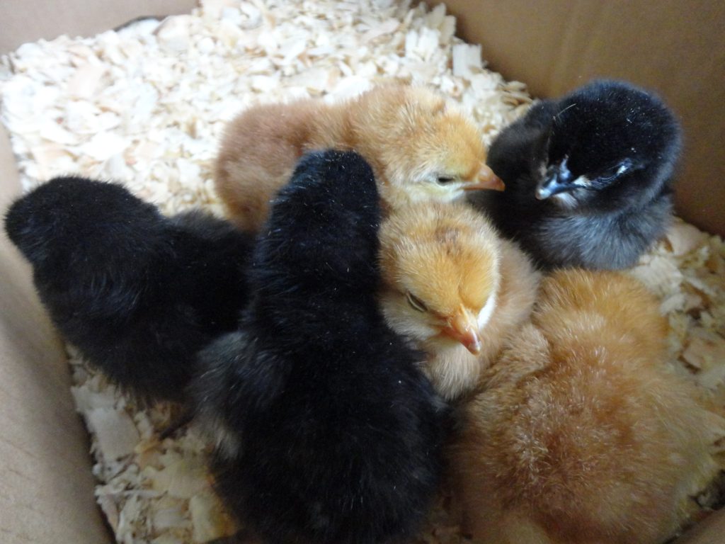 Stress in Mail-Order Chicks - Backyard Poultry